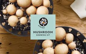 Archiduc de Bélgica - ppfam.com